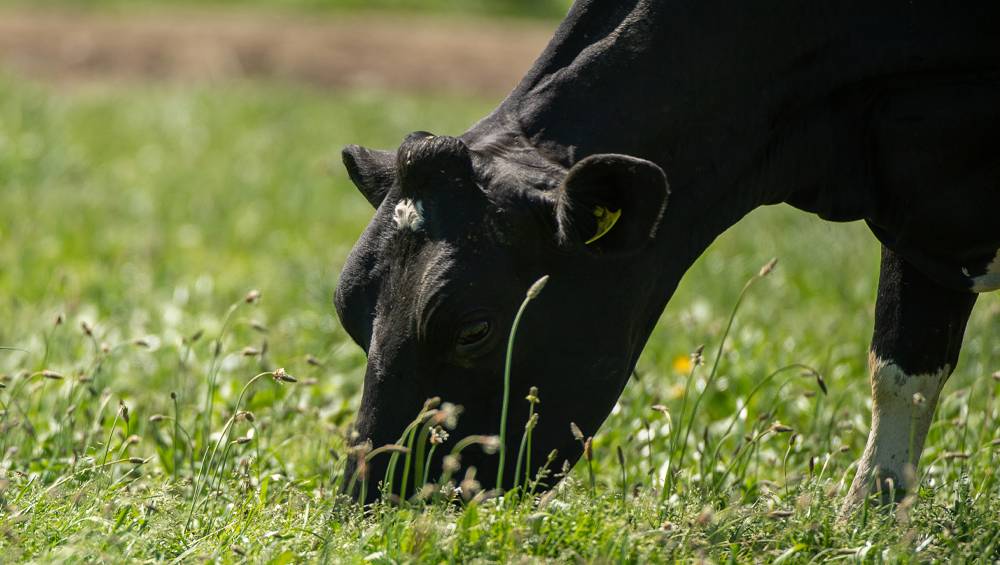 Court orders dairy farm to pay $2.2m after PKE dispute